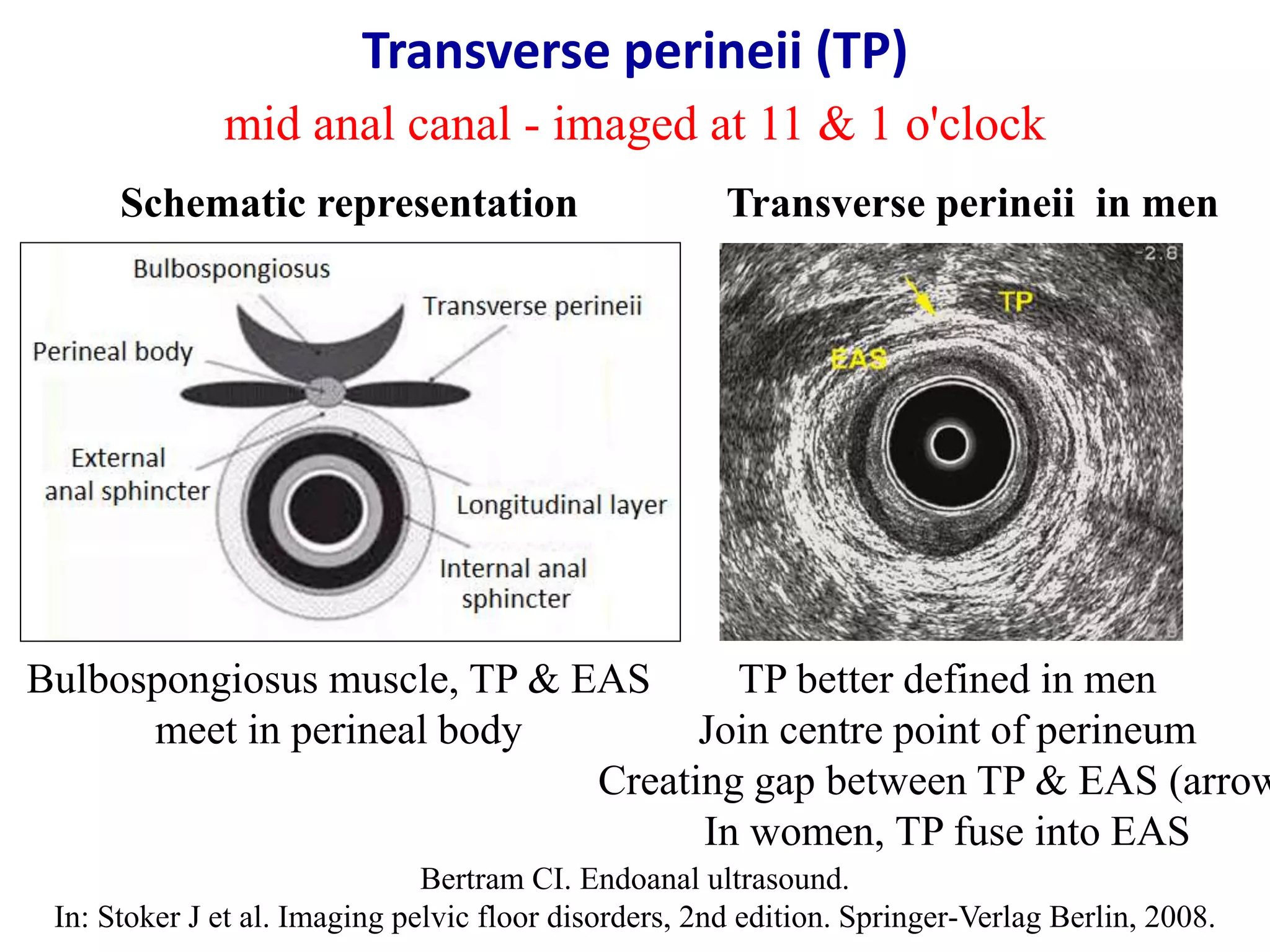 Endoanal ultrasound in anal diseases | PPTX