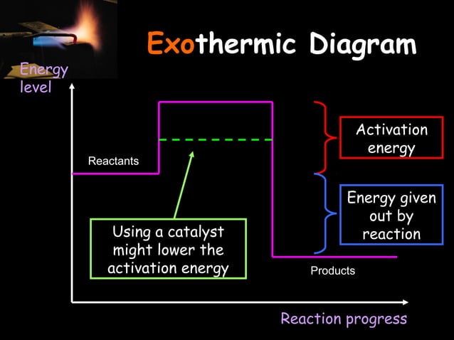 Endo and exo rections experiments | PPT