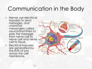 Endocrine and Nervous System IHS Unit 4 | PPT
