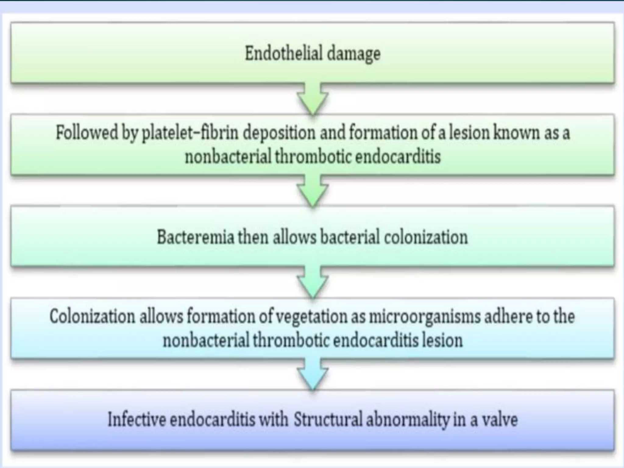 Endocarditis | PPTX