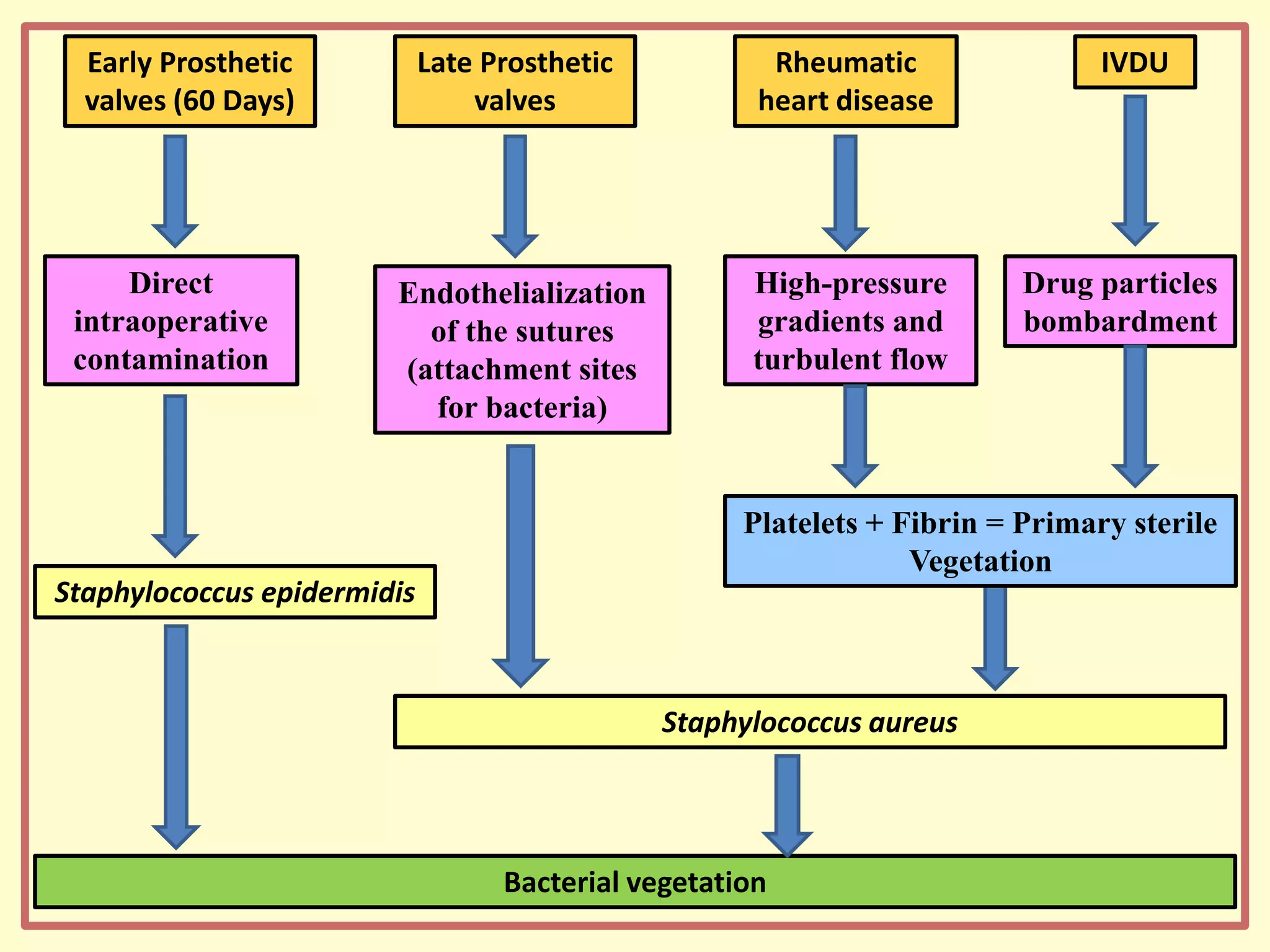 Endocarditis by maha | PPTX