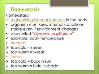Endocrine System | PPTX