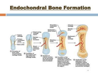 Endochondral bone formation | PPTX