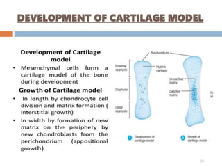 Endochondral bone formation | PPTX