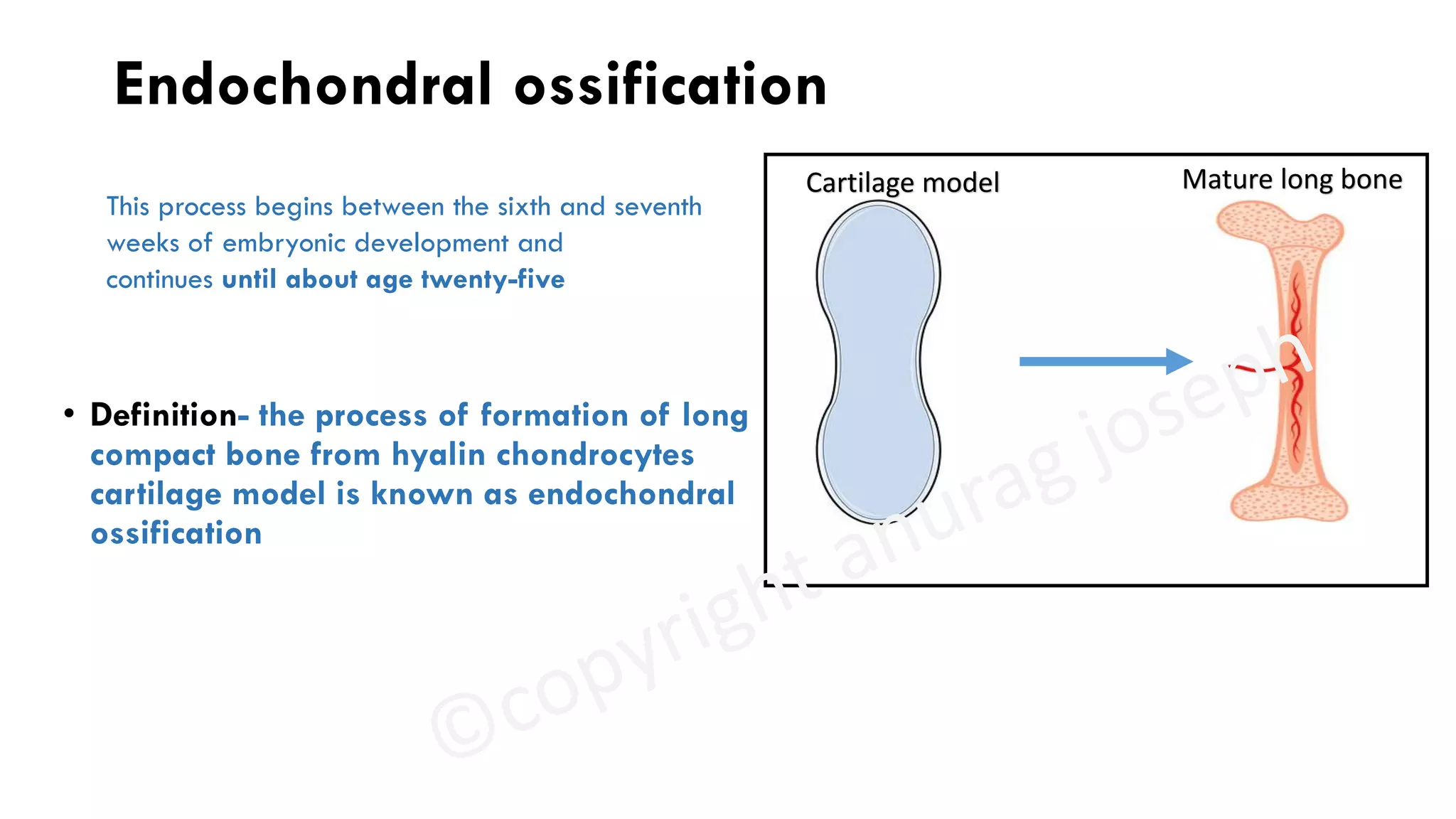 Endochondral ossification | PDF