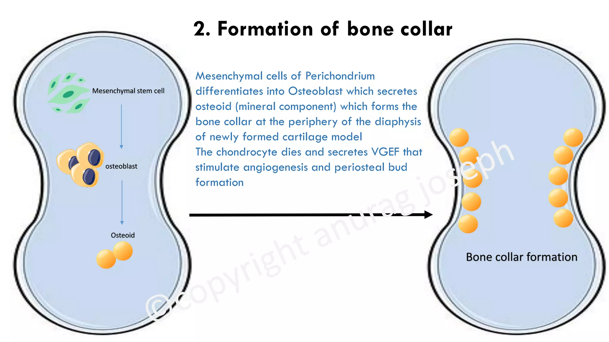 Endochondral ossification | PDF