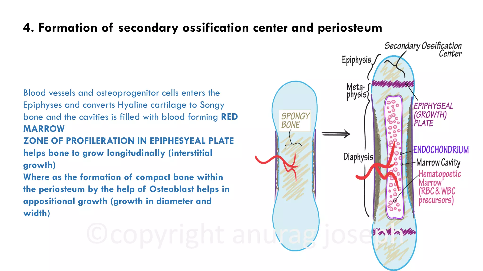 Endochondral ossification | PDF