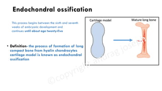 Endochondral ossification | PPT