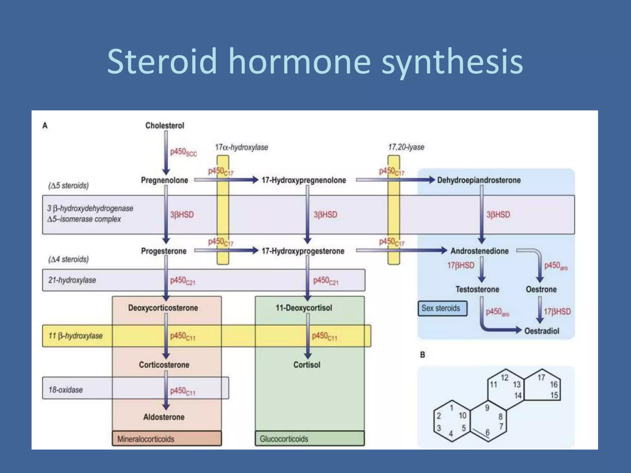 Endocinology lectures (adrenal disorders) | PPTX