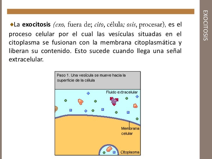 Endocitosis Significado