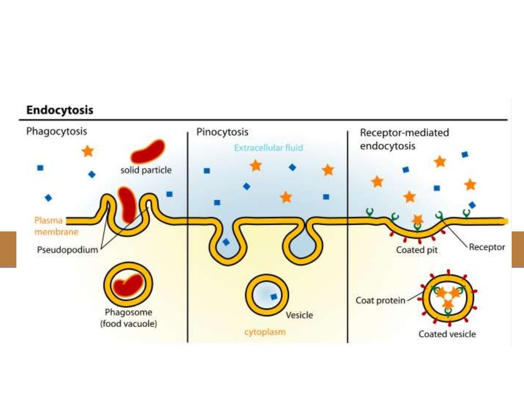 Endocitosis