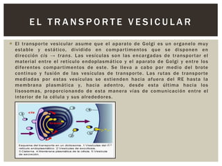 Transporte de proteínas | PPTX