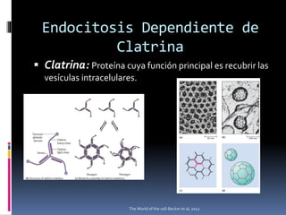 Mecanismos de la Membrana Celulas | PPTX