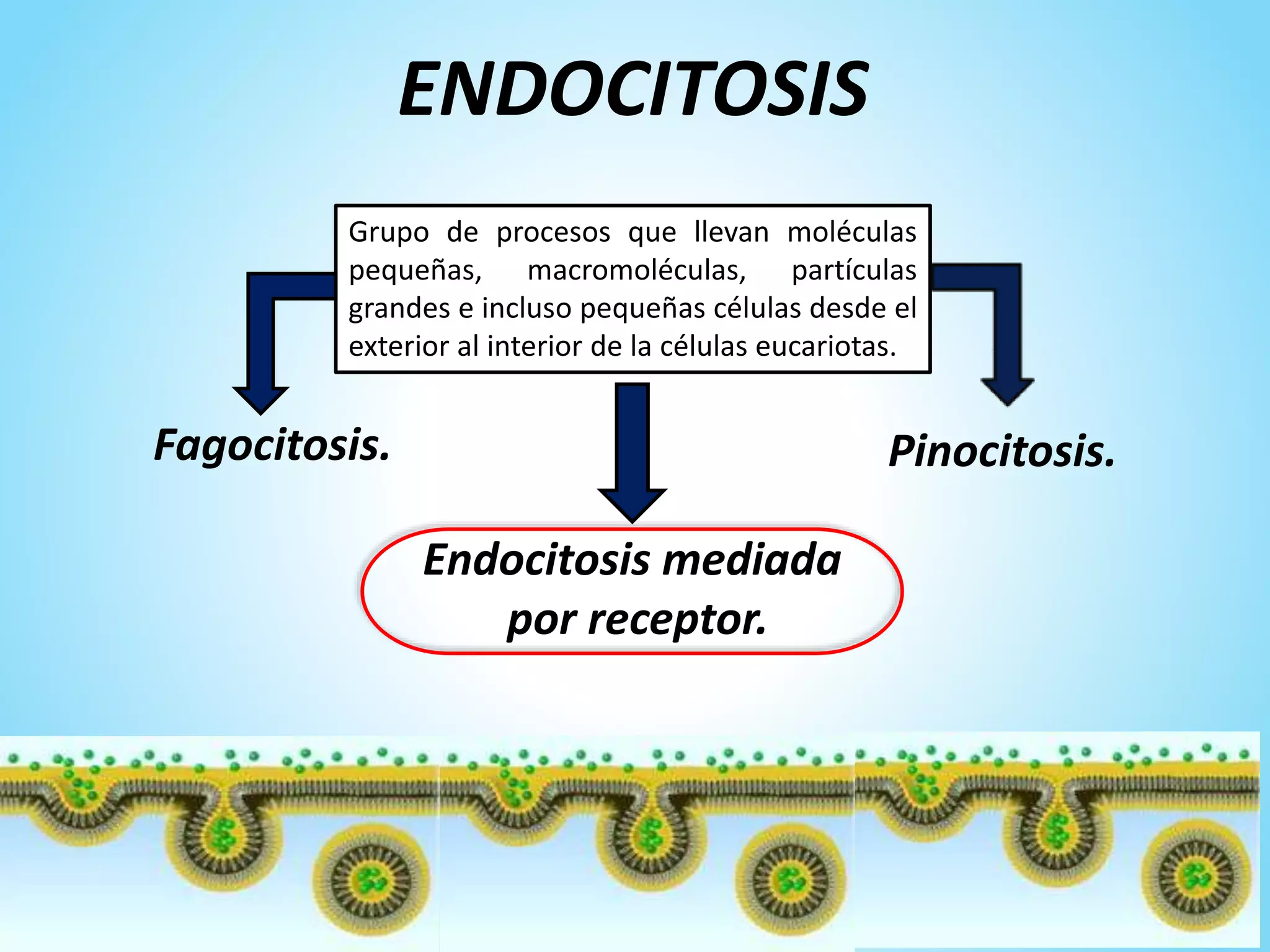 Endocitosis mediada por receptores | PPT