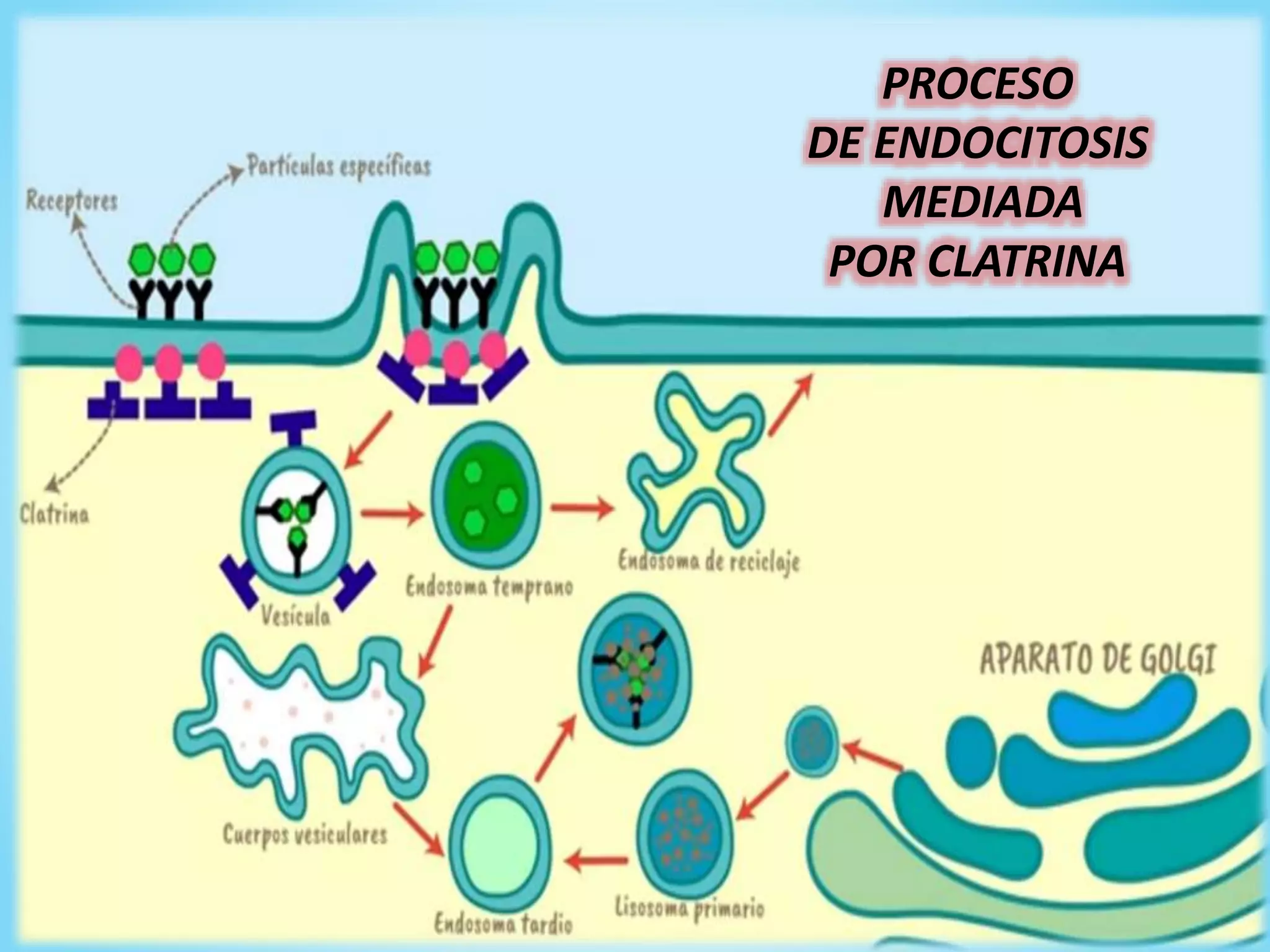 Endocitosis mediada por receptores | PPTX