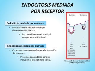 Endocitosis mediada por receptores | PPTX