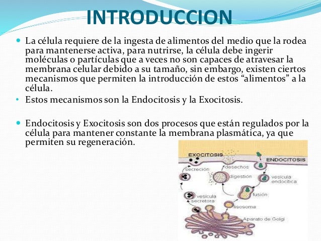 Endocitosis Ejemplos