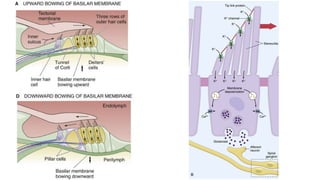 ENDOCOCHLEAR POTENTIAL AND ELECTROPHYSIOLOGY OF HEARING | PPTX