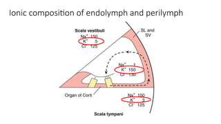 ENDOCOCHLEAR POTENTIAL AND ELECTROPHYSIOLOGY OF HEARING | PPTX