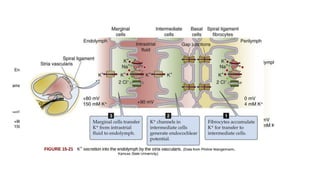 ENDOCOCHLEAR POTENTIAL AND ELECTROPHYSIOLOGY OF HEARING | PPTX