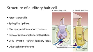 ENDOCOCHLEAR POTENTIAL AND ELECTROPHYSIOLOGY OF HEARING | PPTX