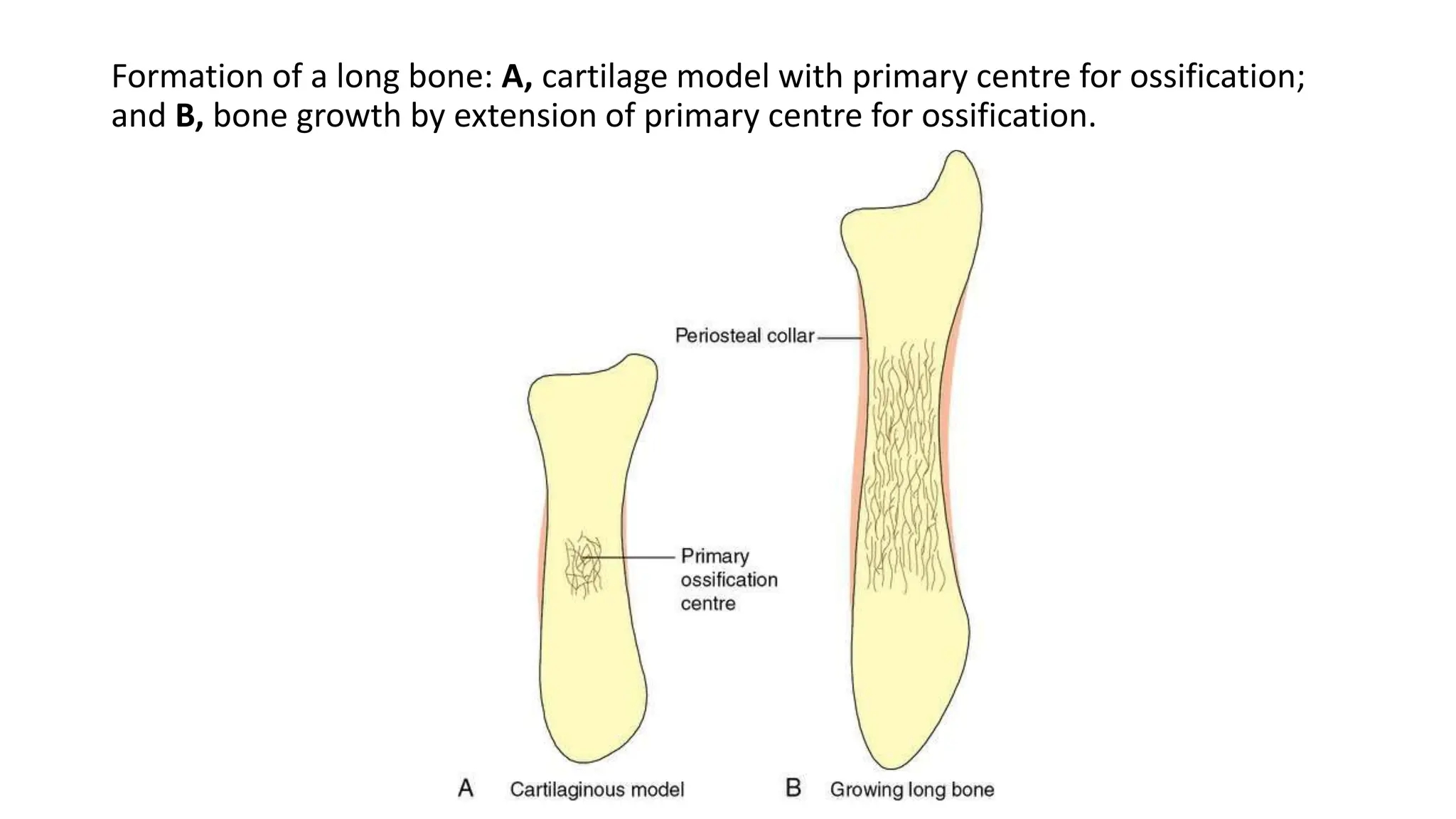 Endocrinal control of calcium metabolism and bone physiology.pptx