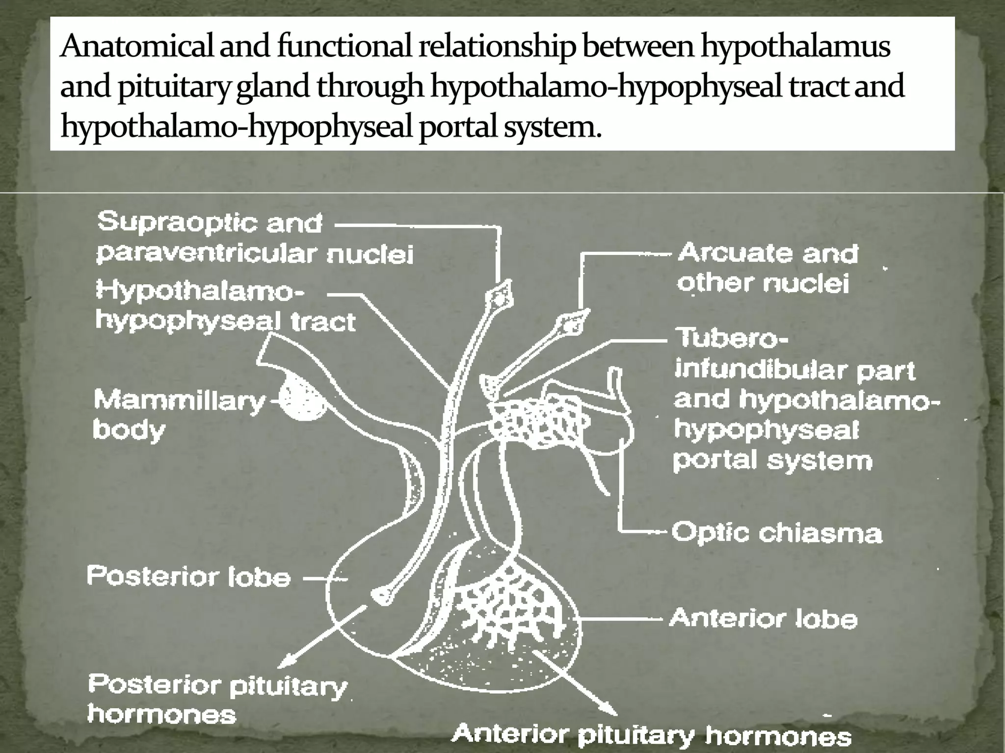 Endocrinal functions of hypothalamus and pituitary gland (2) | PPT