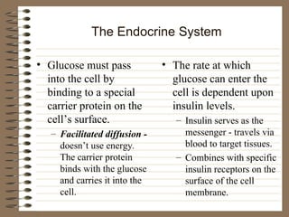 Endocrine | PPT