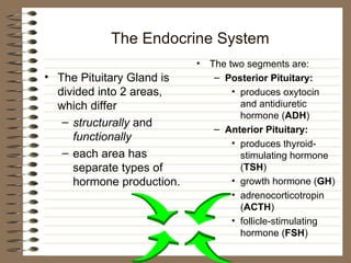 Endocrine | PPT