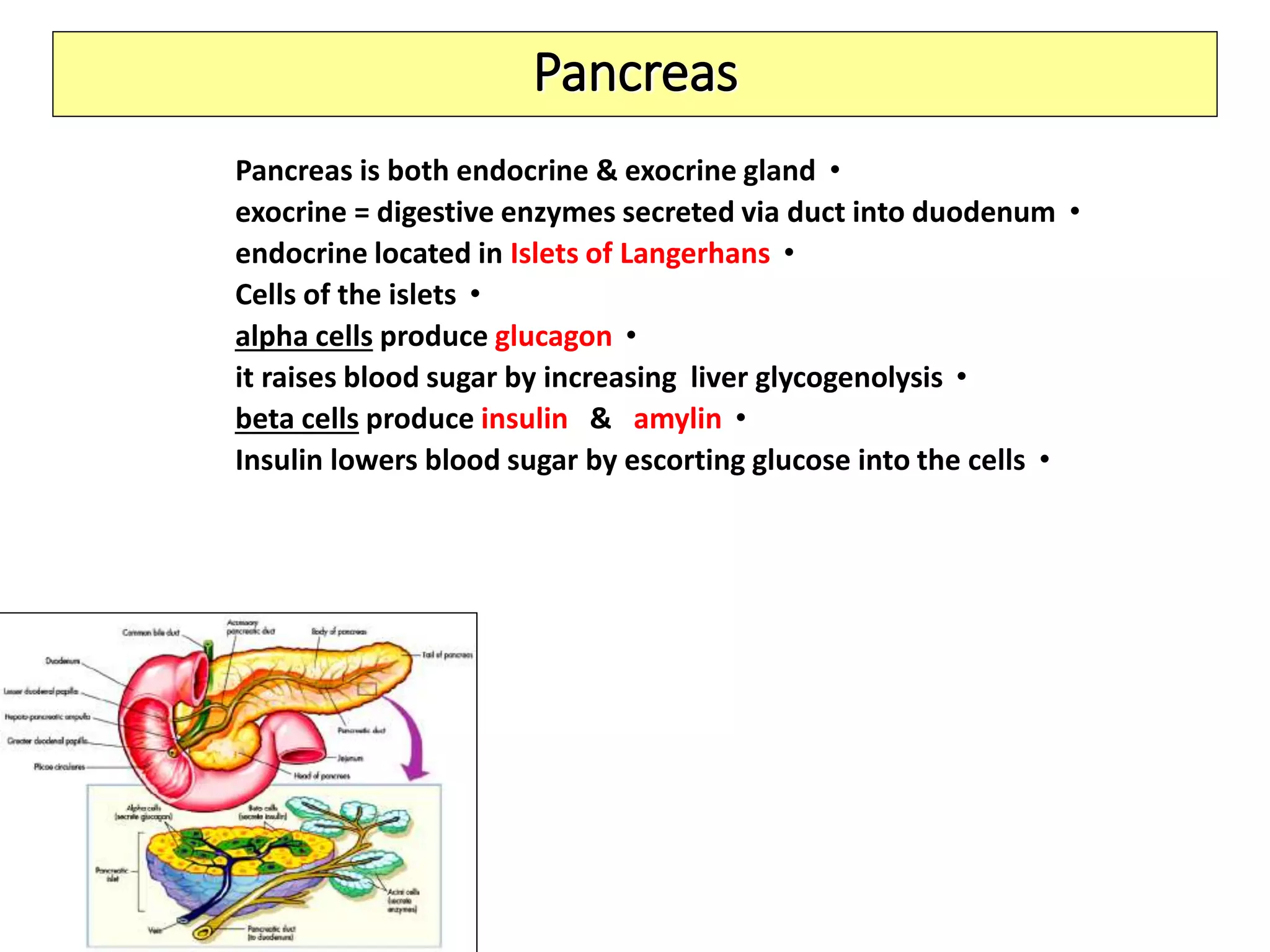 Endocrine | PPTX