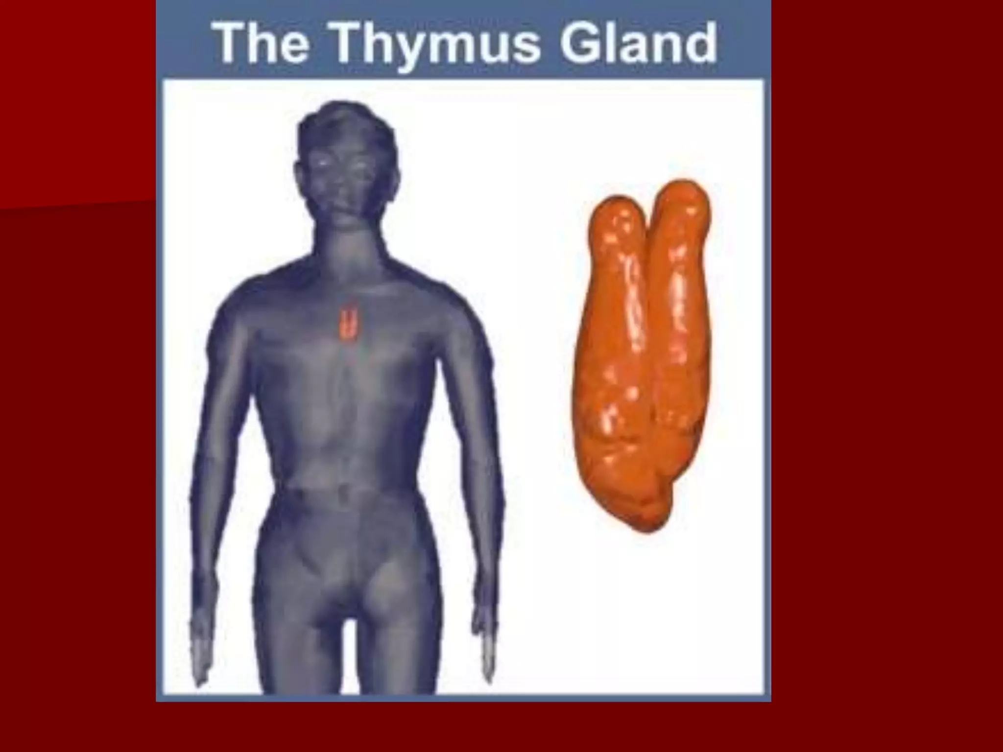 Endocrineppt 6186