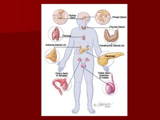 endocrine.ppt