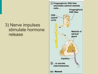 endocrine.system of human body and its importance | PPT