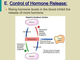 endocrine.system of human body and its importance | PPT | Endocrine and ...