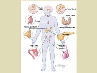 endocrine.system of human body and its importance | PPT
