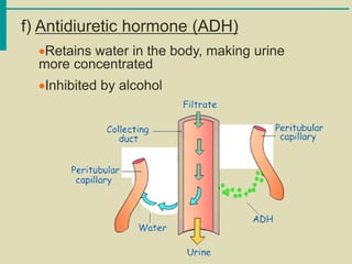 endocrine.system of human body and its importance | PPT