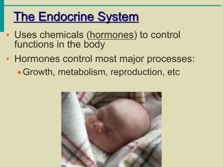 endocrine.system of human body and its importance | PPT