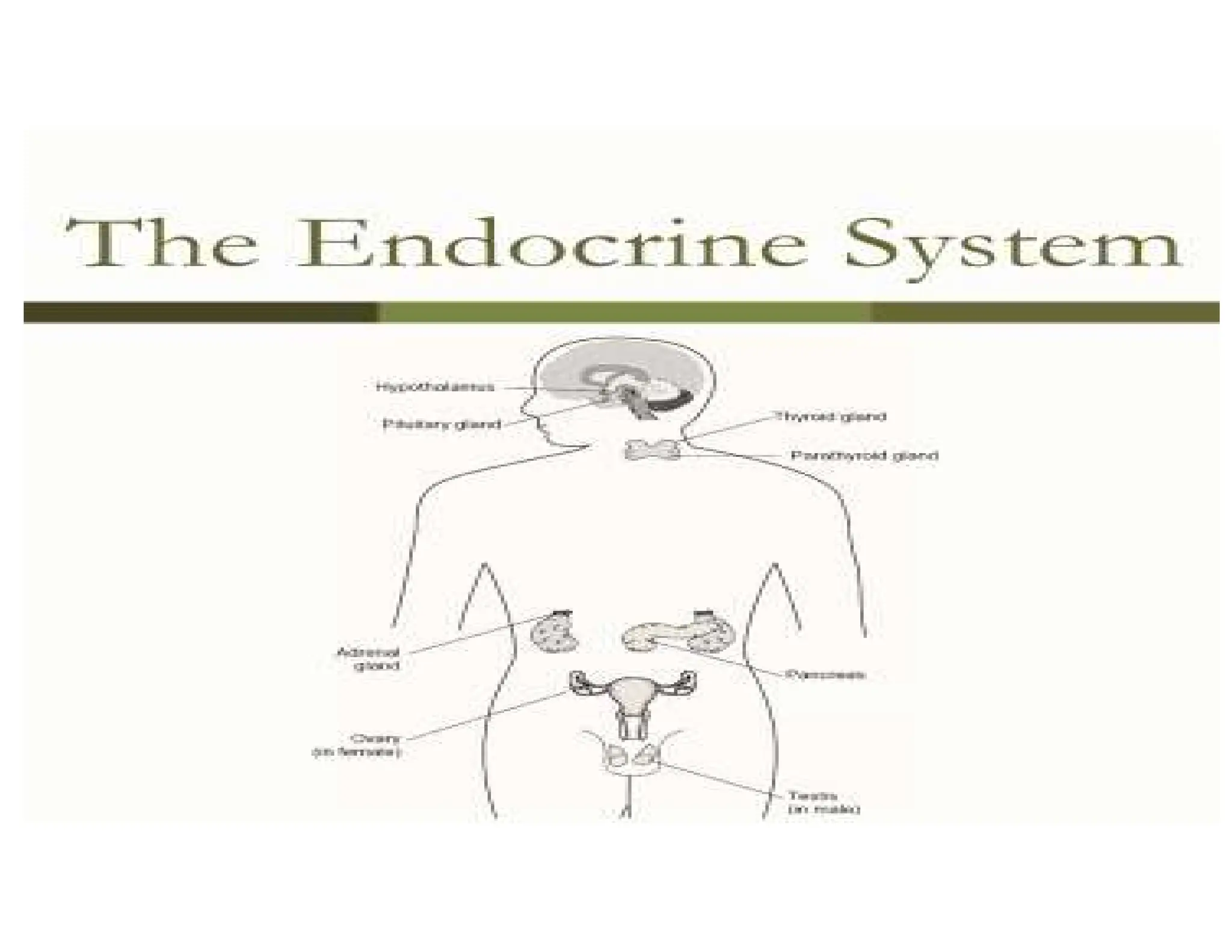 endocrine-glands.pdf anatomy and physiology | PDF