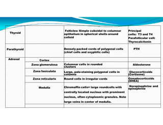 endocrine-glands.pdf anatomy and physiology | PDF