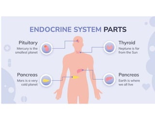 endocrine-glands.pdf anatomy and physiology | PPT