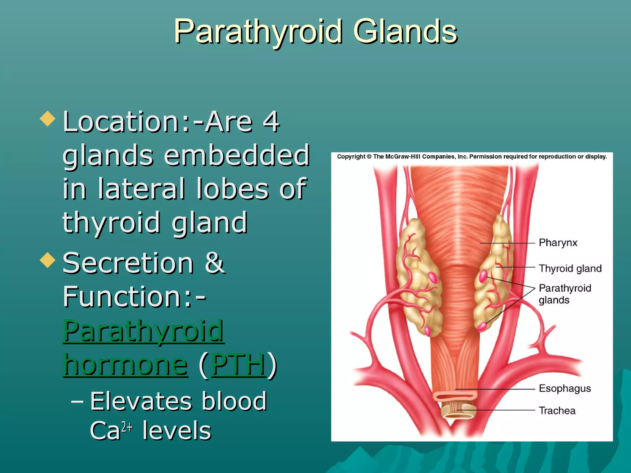 Endocrine glands new | PPT