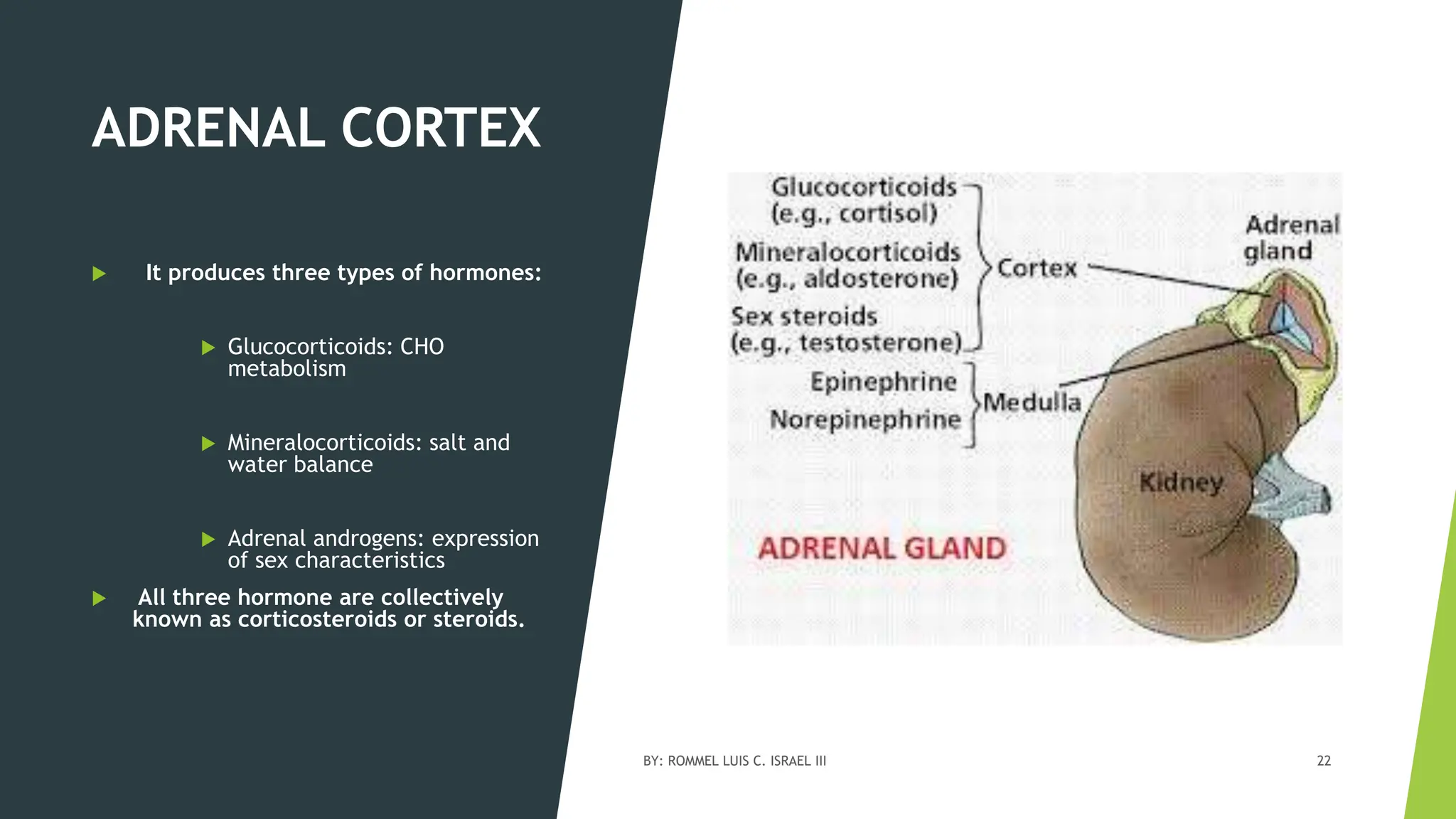 DRUGS USED IN ENDOCRINE DISORDERS | PPTX