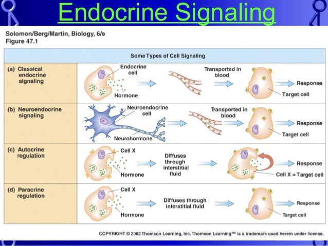 Endocrine mrmc