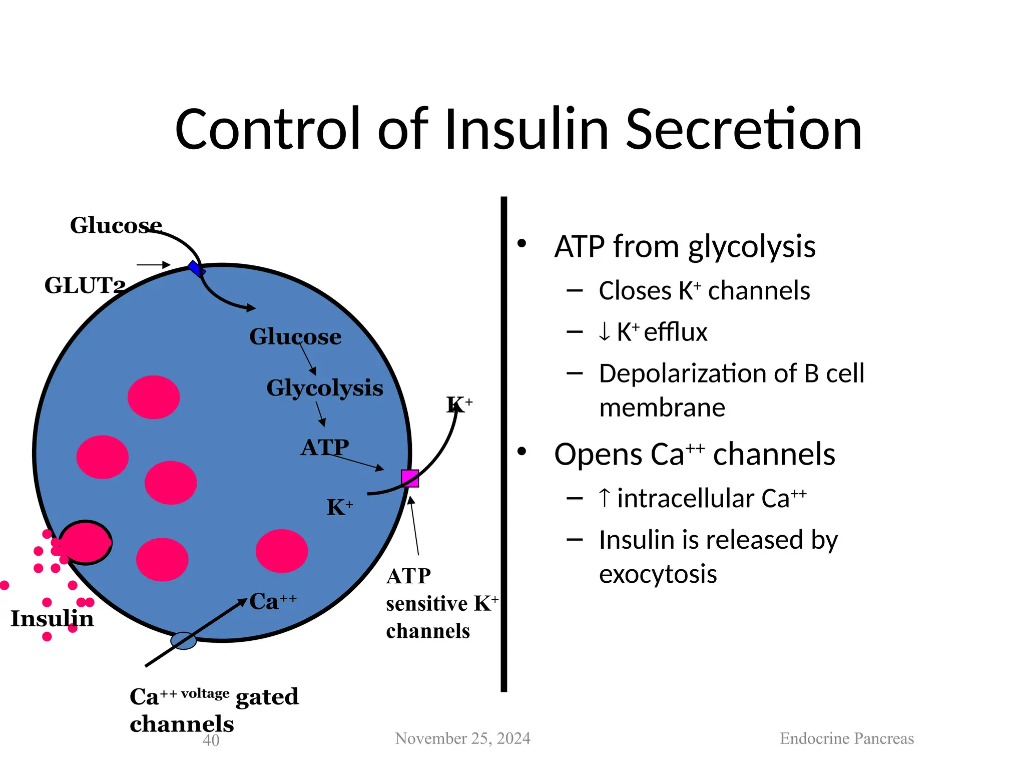 Endocrine-Pancreas.ppt uploaded by pantic miazga | PPT