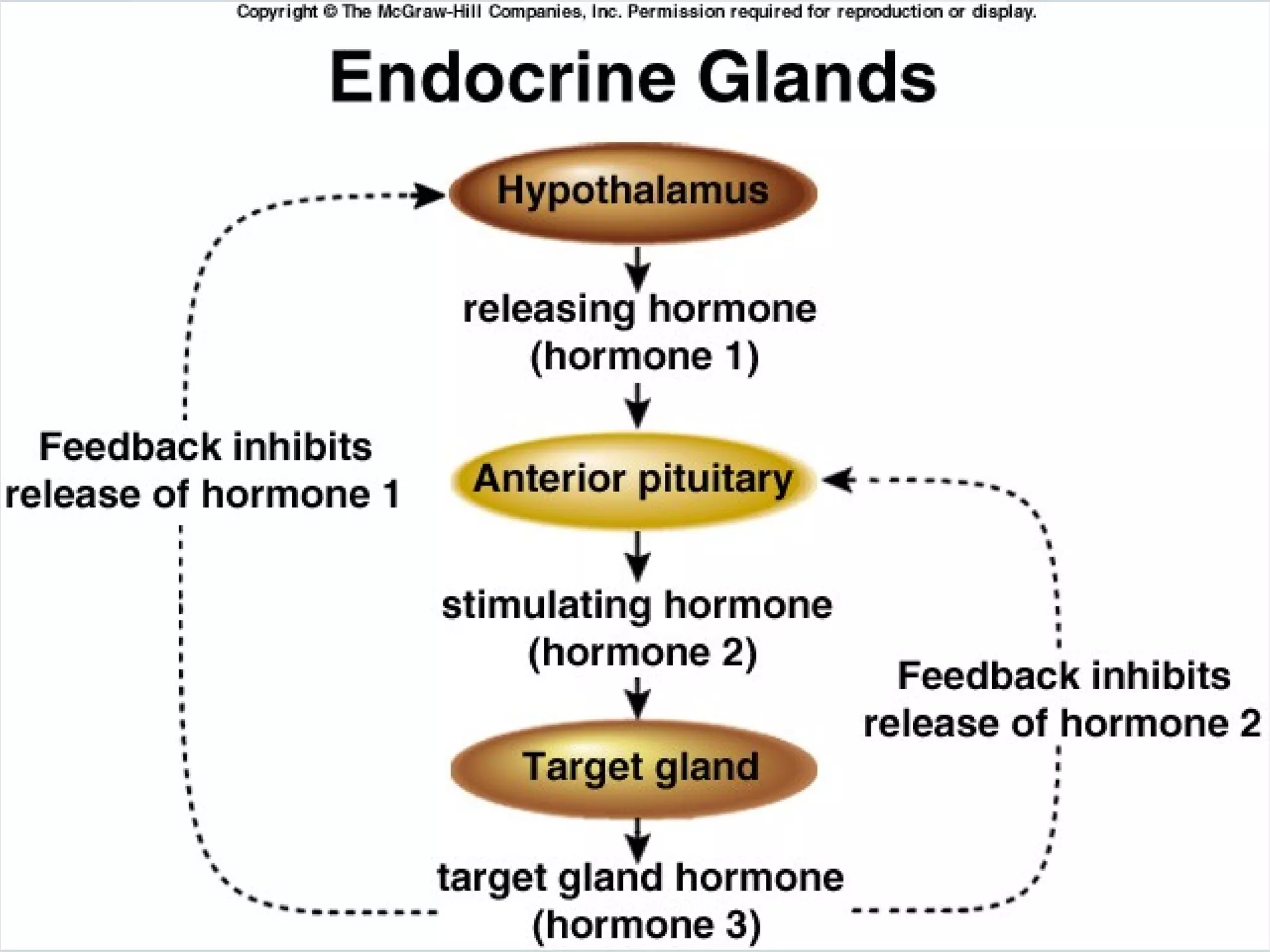 Endocrine pharmacology in Brief | PPT