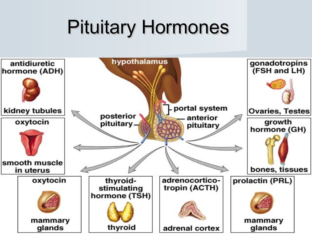 Endocrine pharmacology in Brief