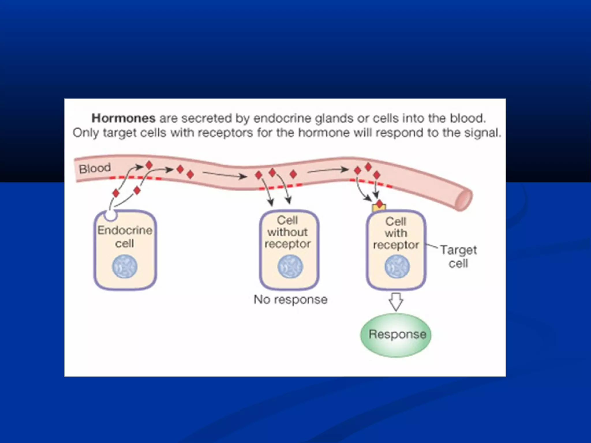 Endocrine pharmacology-2-basic-principles (1) | PPT