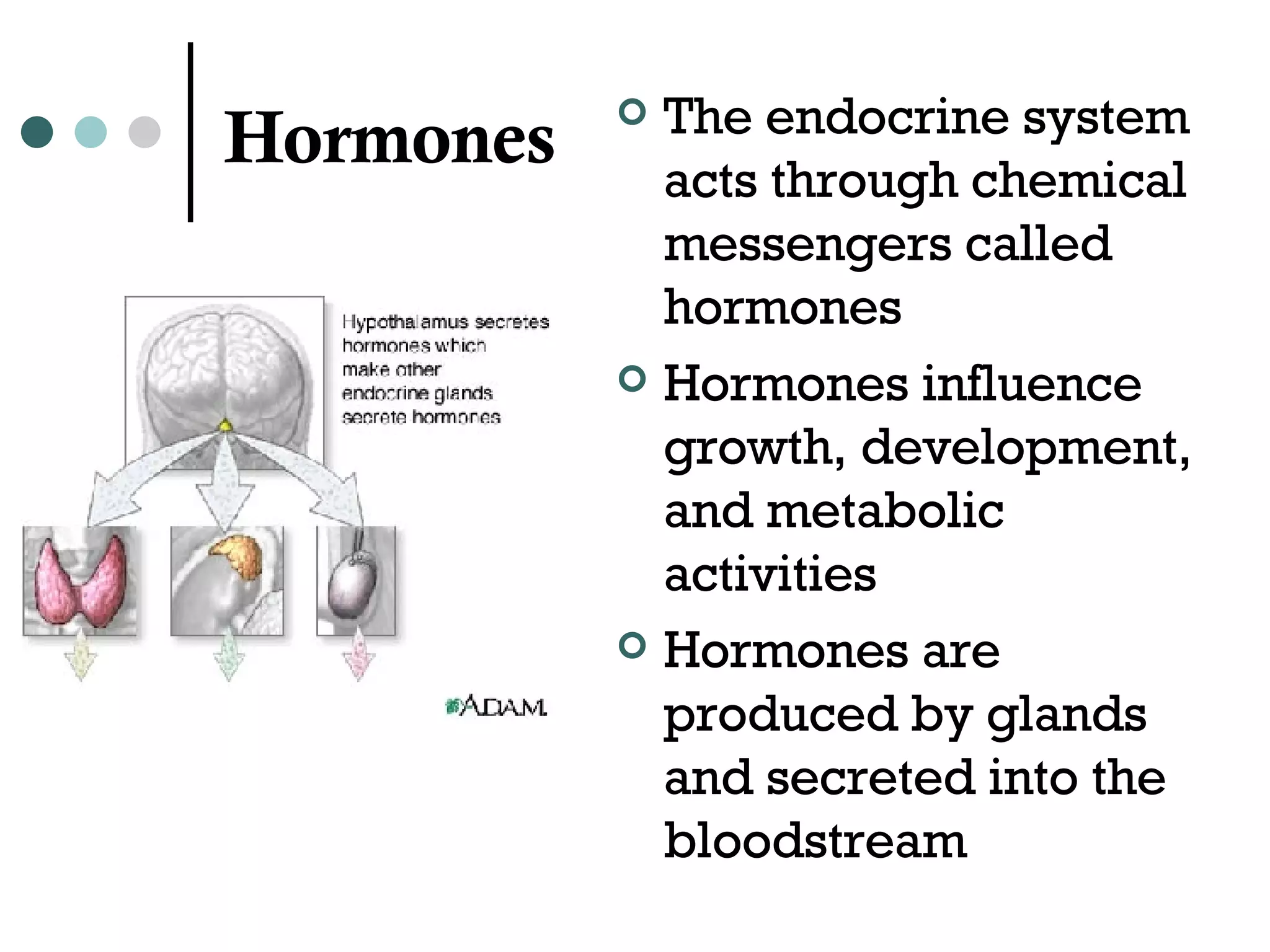 Endocrine System | PPT