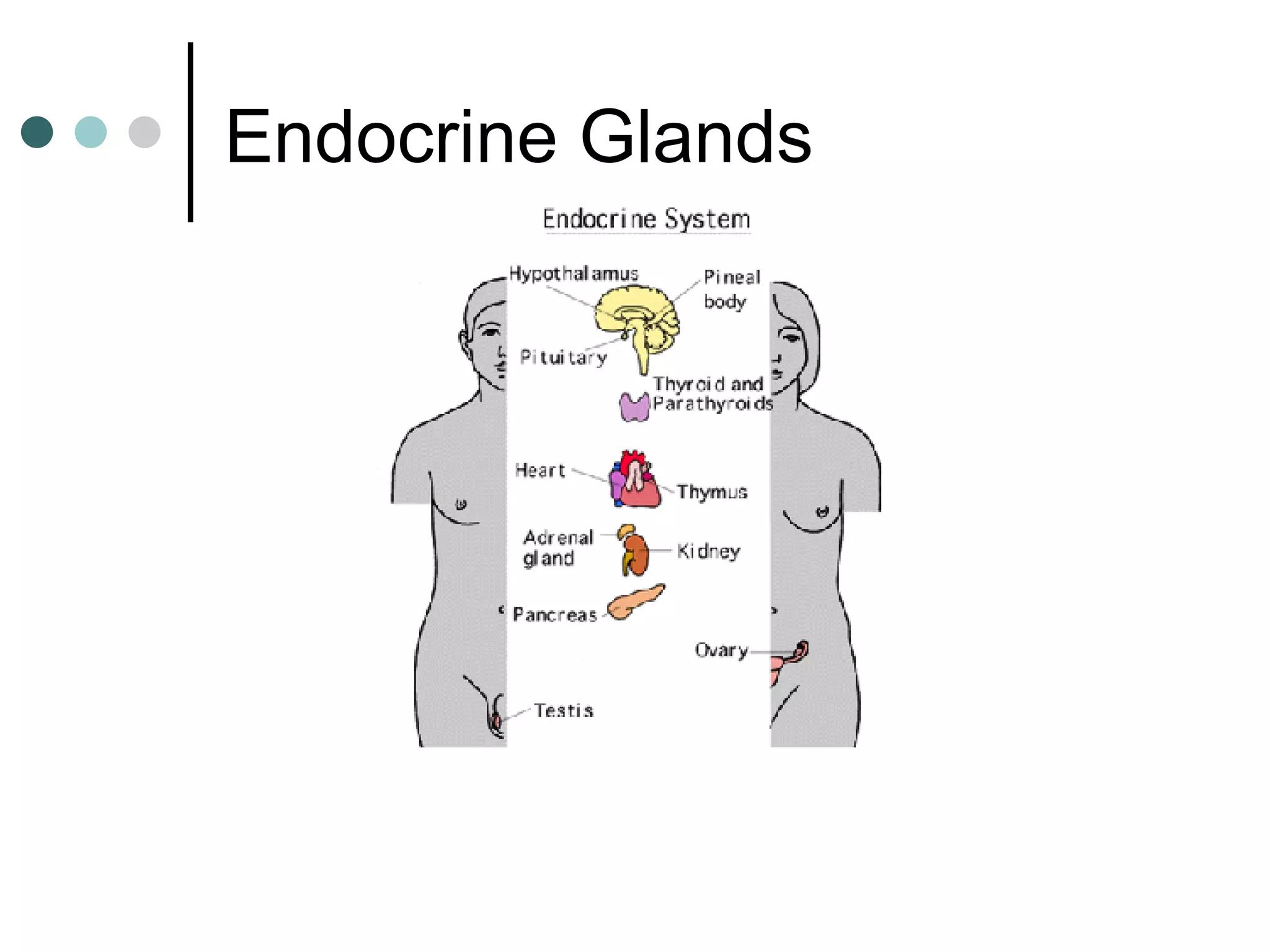 Endocrine System | PPT