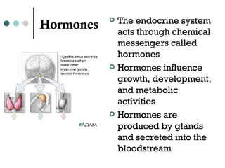 Endocrine System | PPT